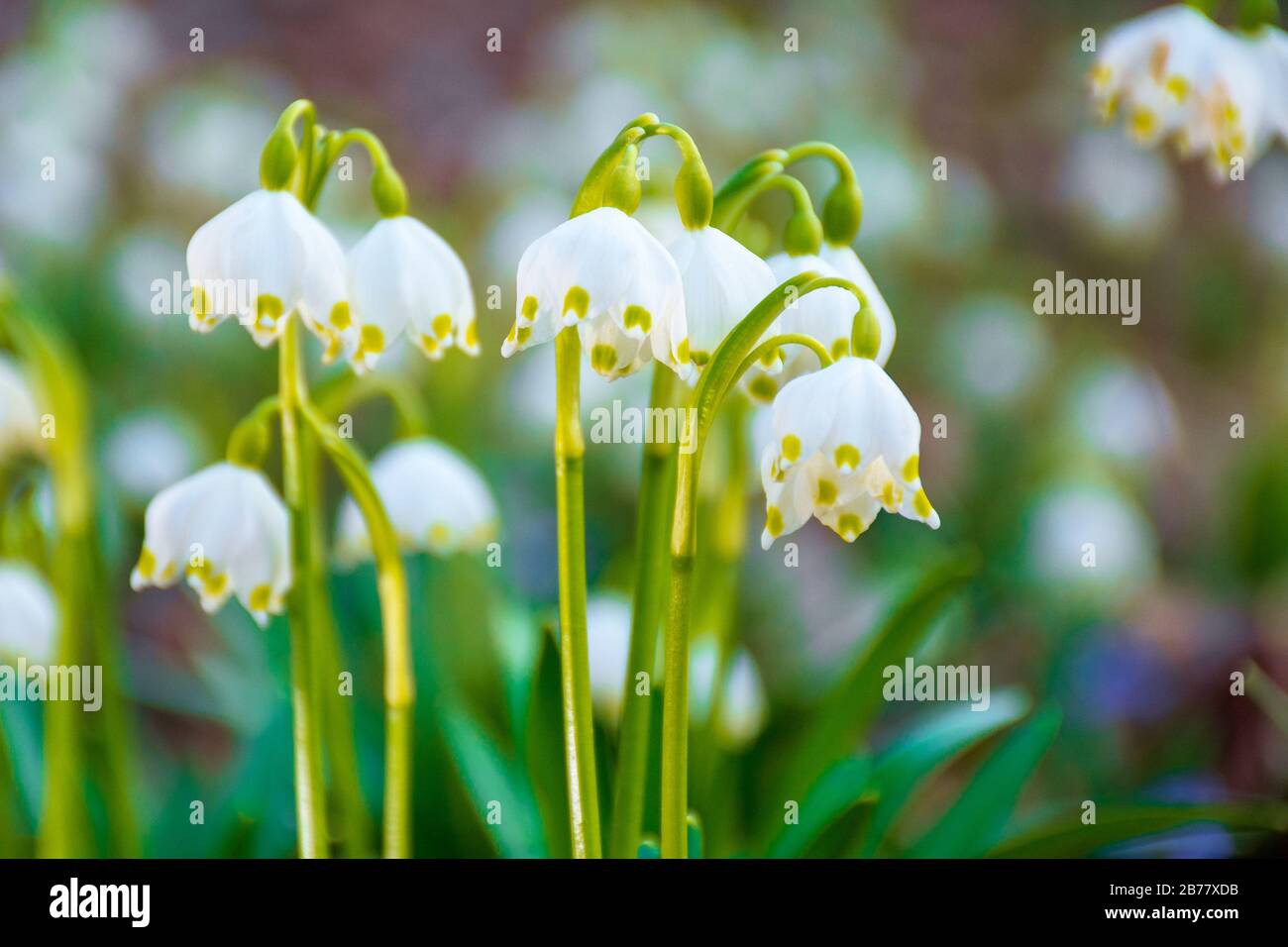 white snowflake flowers blooming on the forest glade. beautiful side ...
