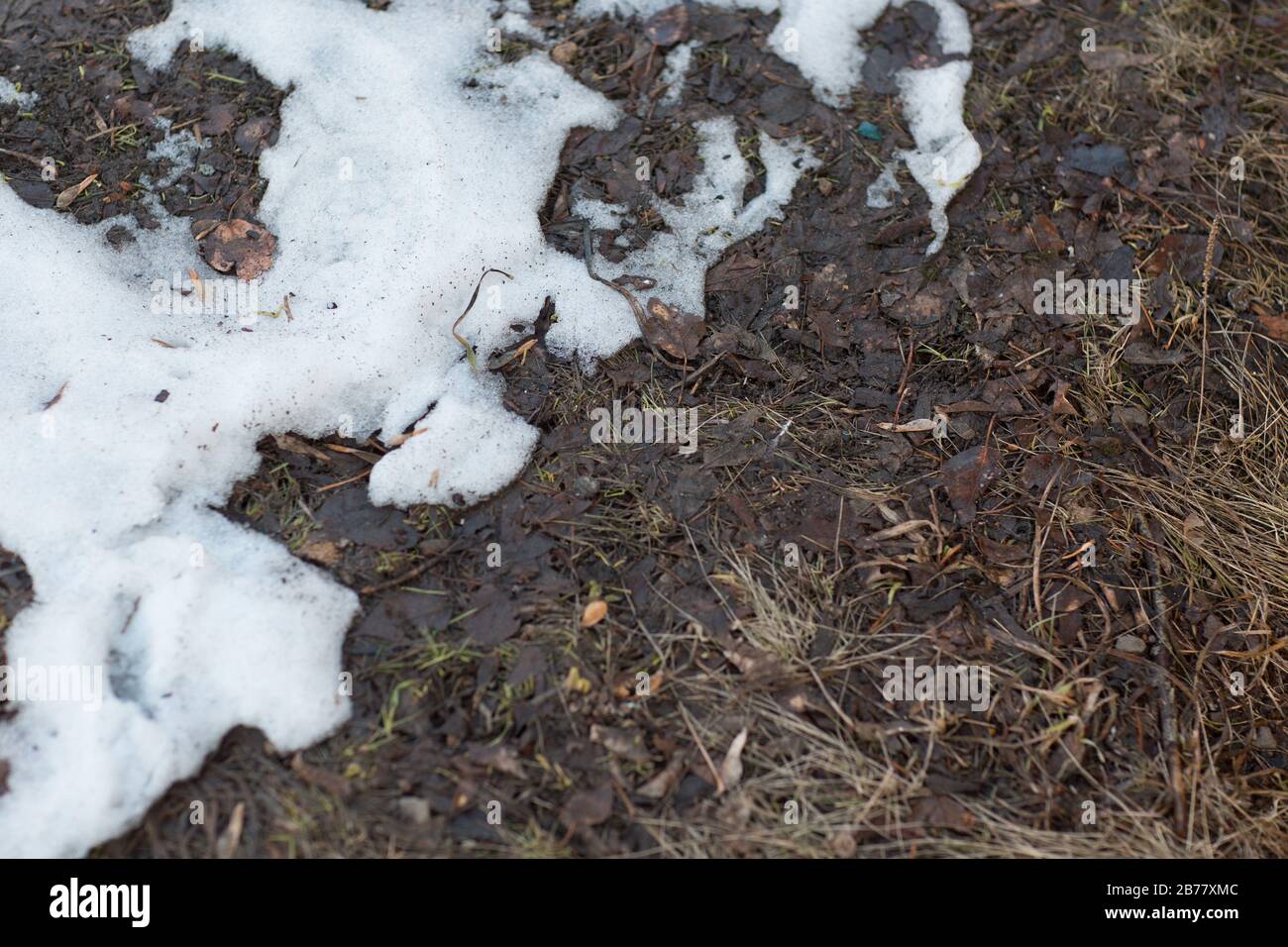 Spring puddles, snowdrifts, snow, mud and melted dirty water Stock ...