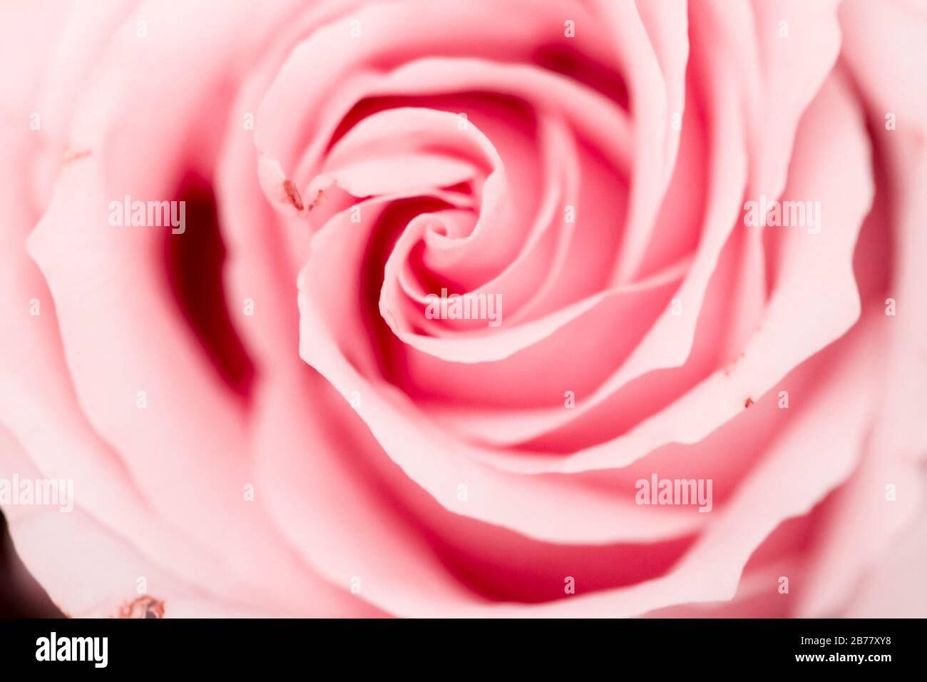 Tender rose flower in nature, floral art and botanical garden as ...