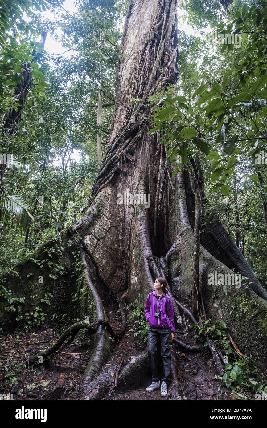 Woman in the rainforest under big tree Stock Photo - Alamy