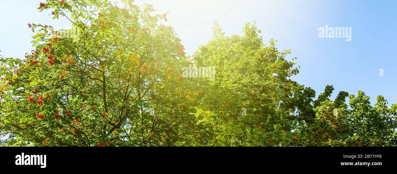 Beautiful sunny spring and summer nature, trees in park and outdoor ...