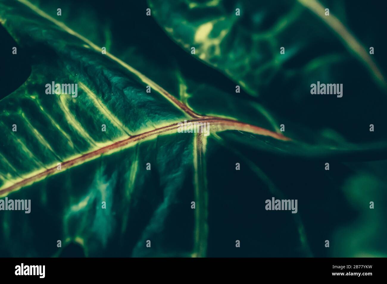 Green leaf texture as tropical botanical garden background, nature and ...