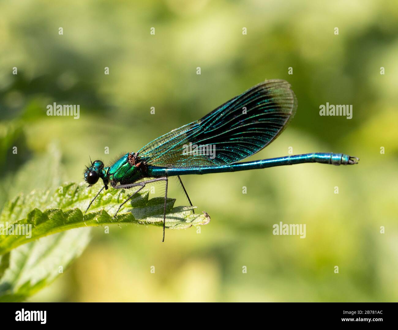 Female damselfly wings hi-res stock photography and images - Alamy