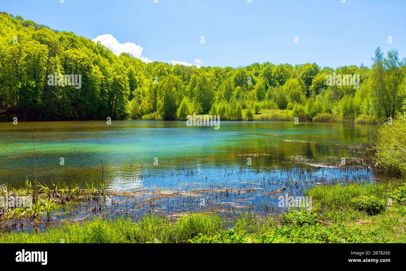 landscape by the mountain lake among coniferous forest. wonderful ...