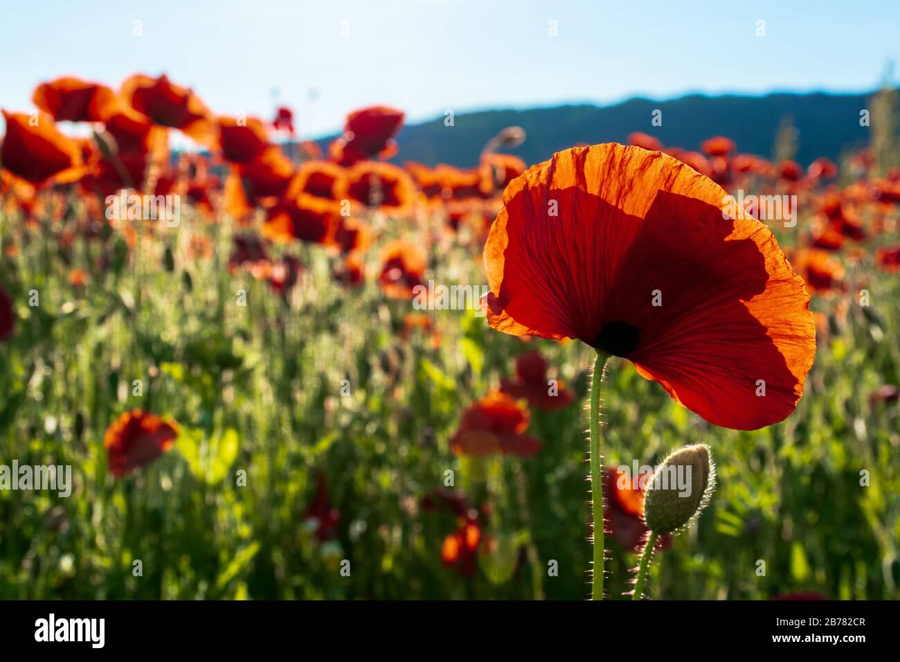 red poppy field at sunset. clouds on the blue sky. sunny weather Stock ...