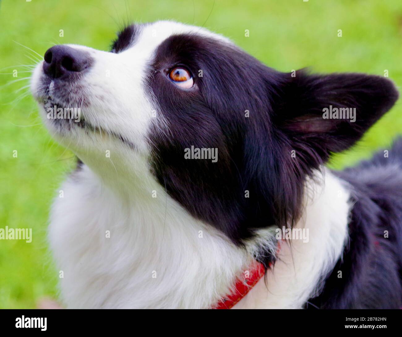 Laser-sharp focus on the Frisbee that I threw and got stuck in a tree ...