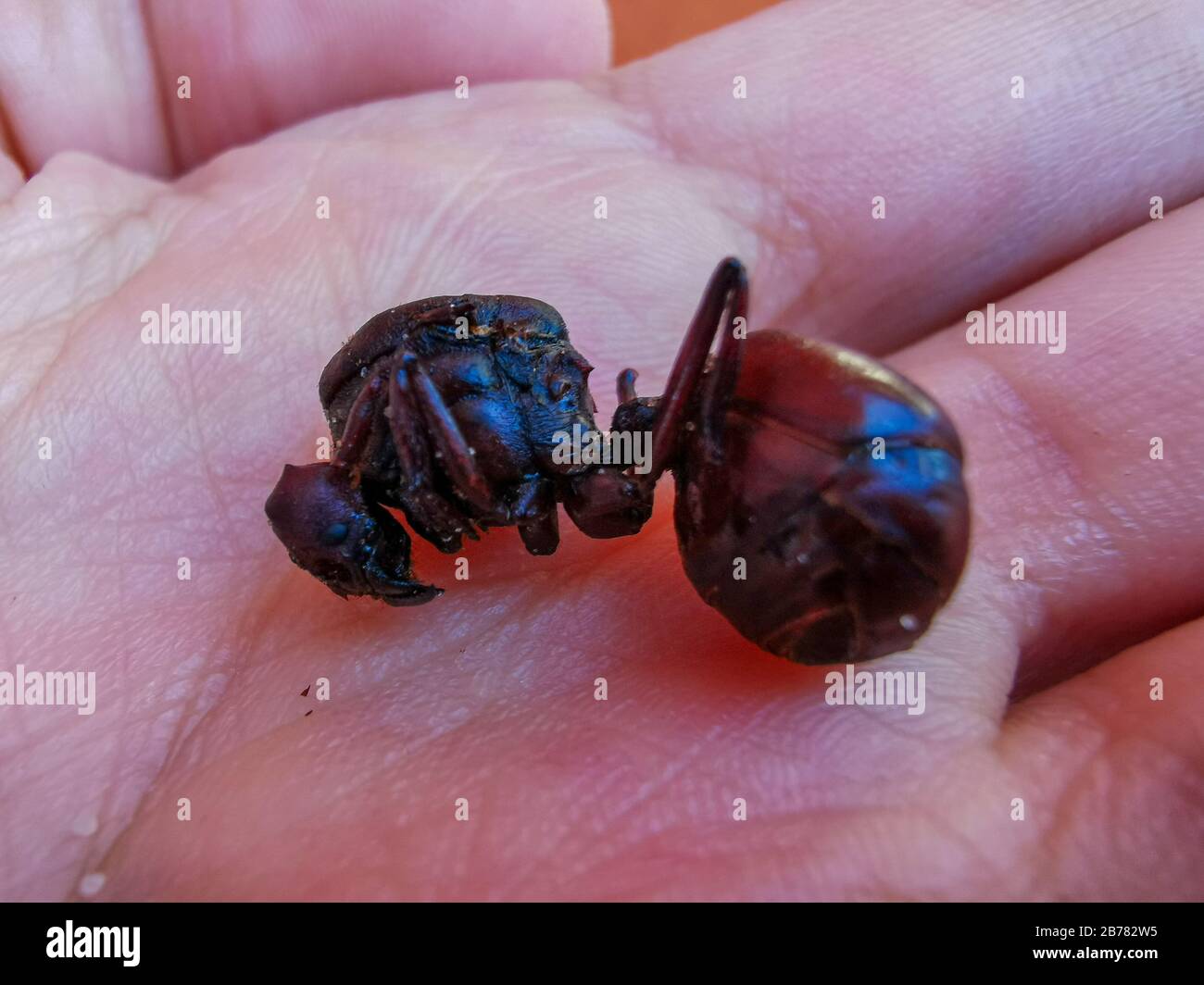 Edible ant traditional from Santander region of Colombia called Hormiga ...