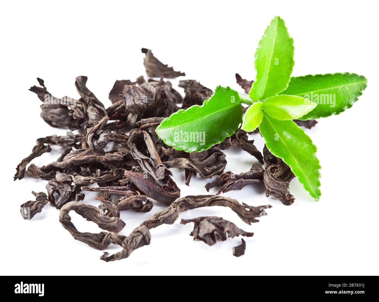 Dried tea leaves with fresh green tea leaves isolated on a white ...