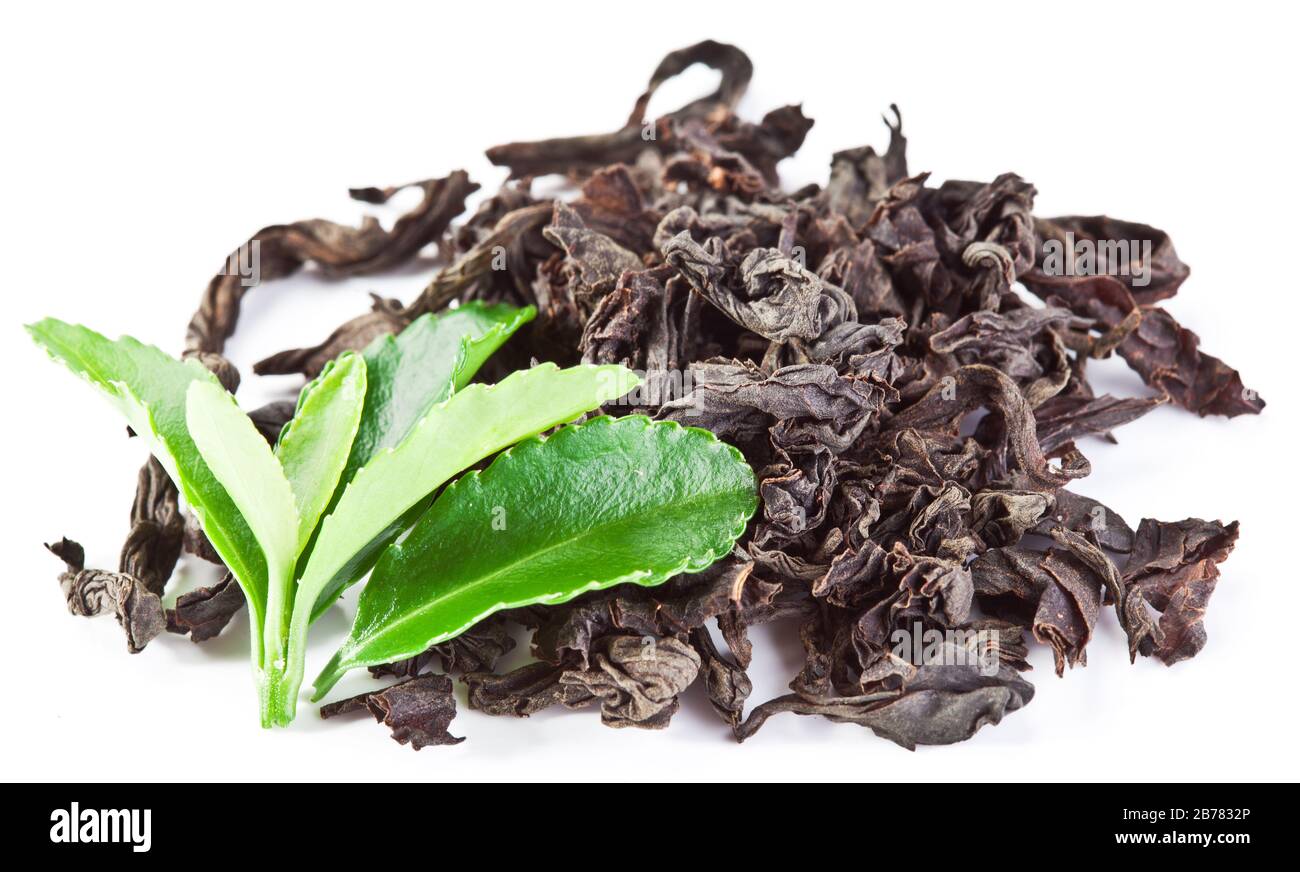Dried tea leaves with fresh green tea leaves isolated on a white ...