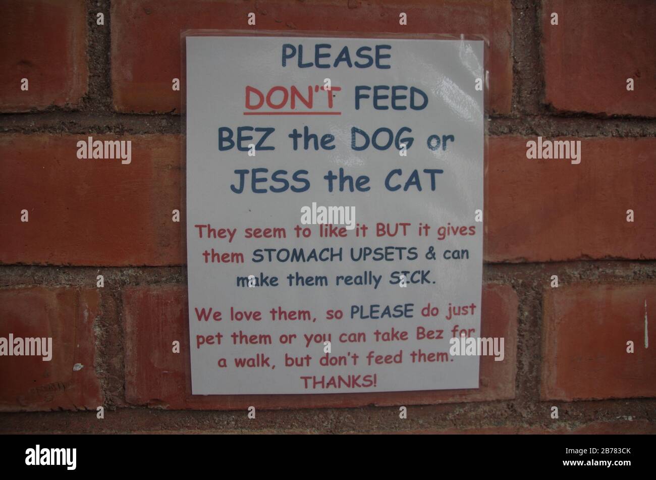 Influencer dog hi-res stock photography and images - Alamy