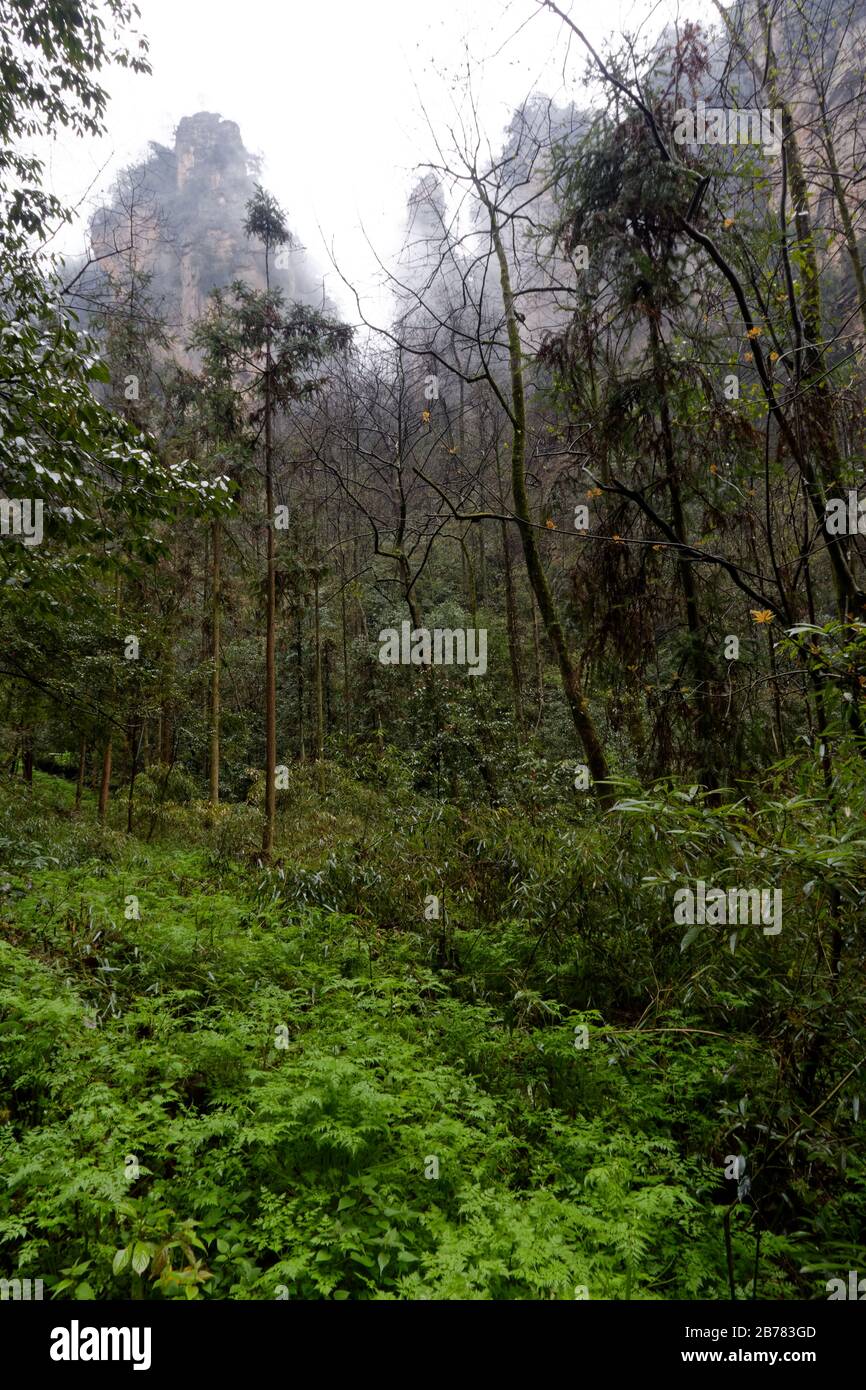 Avatar Mountains in Zhangjiajie Stock Photo - Alamy