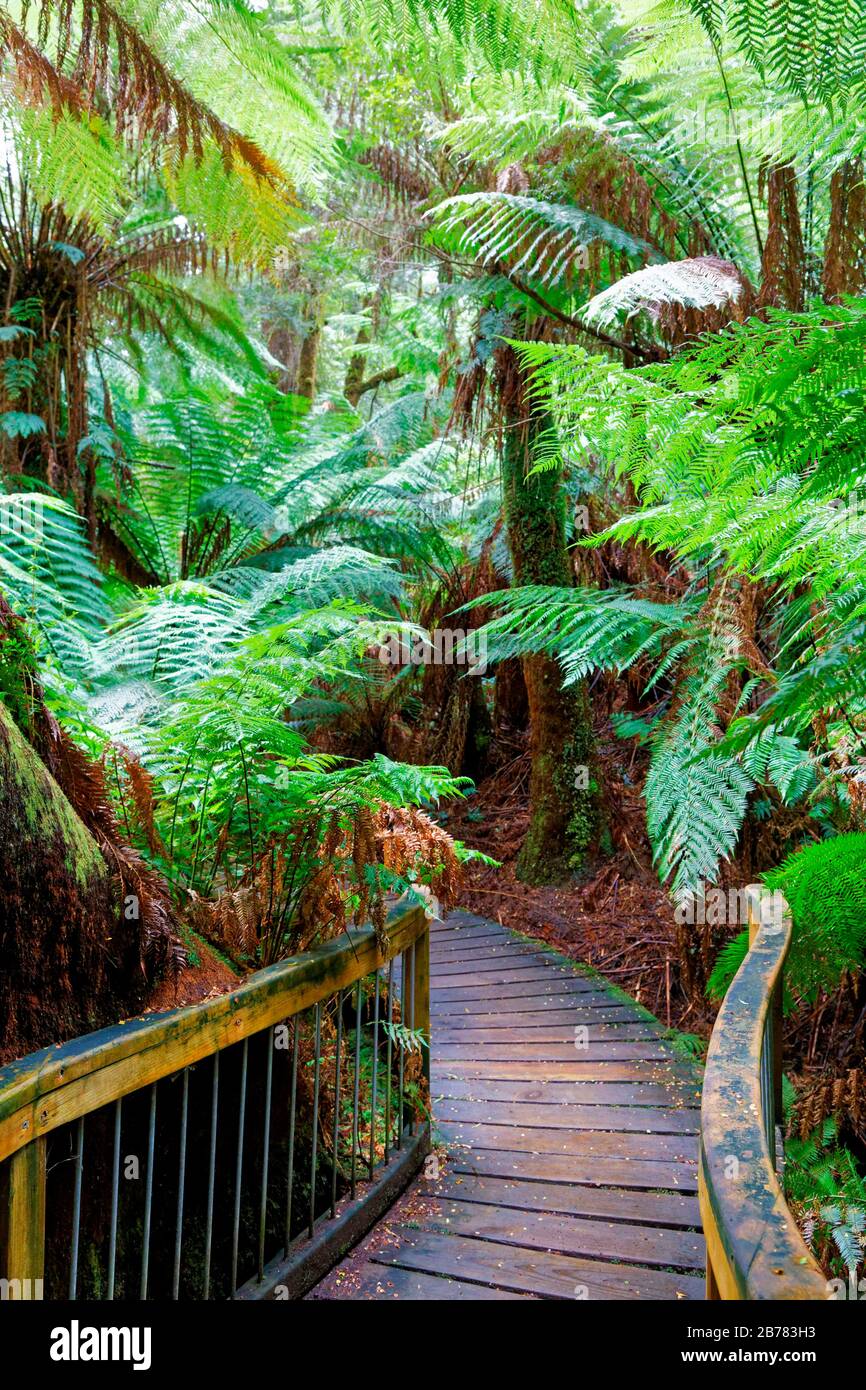 Cape Otway National Park, Victoria, Australia Stock Photo - Alamy