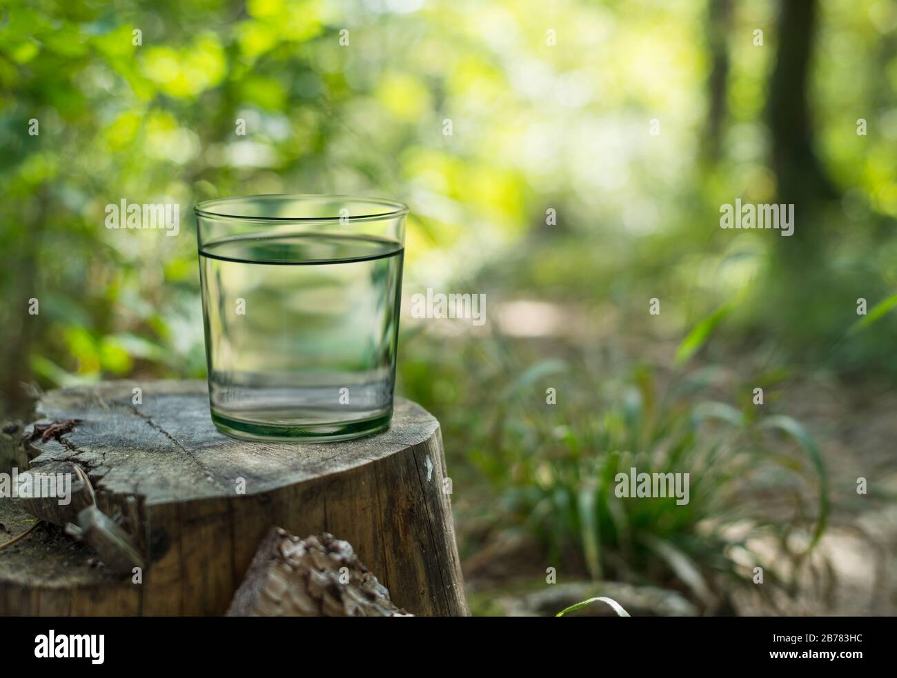 Glass of pure fresh water on the old tree stump. Green nature ...