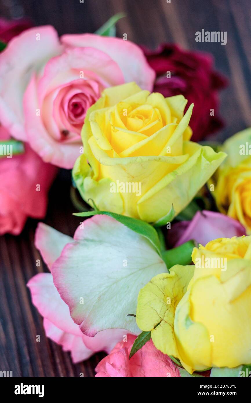 Rose flowers background. Bright colors roses texture Stock Photo - Alamy