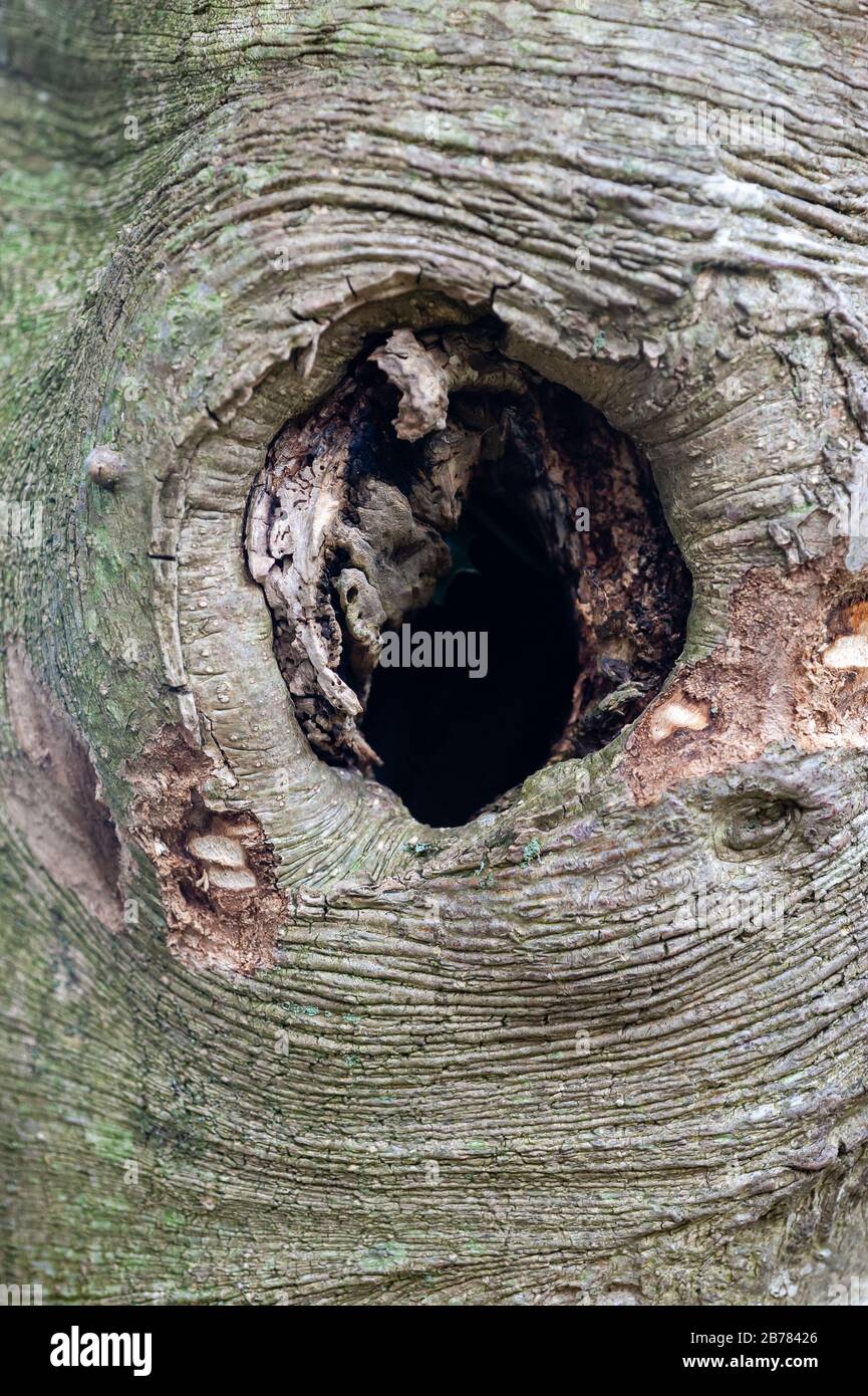 Hole in a tree trunk left by a missing branch Stock Photo - Alamy