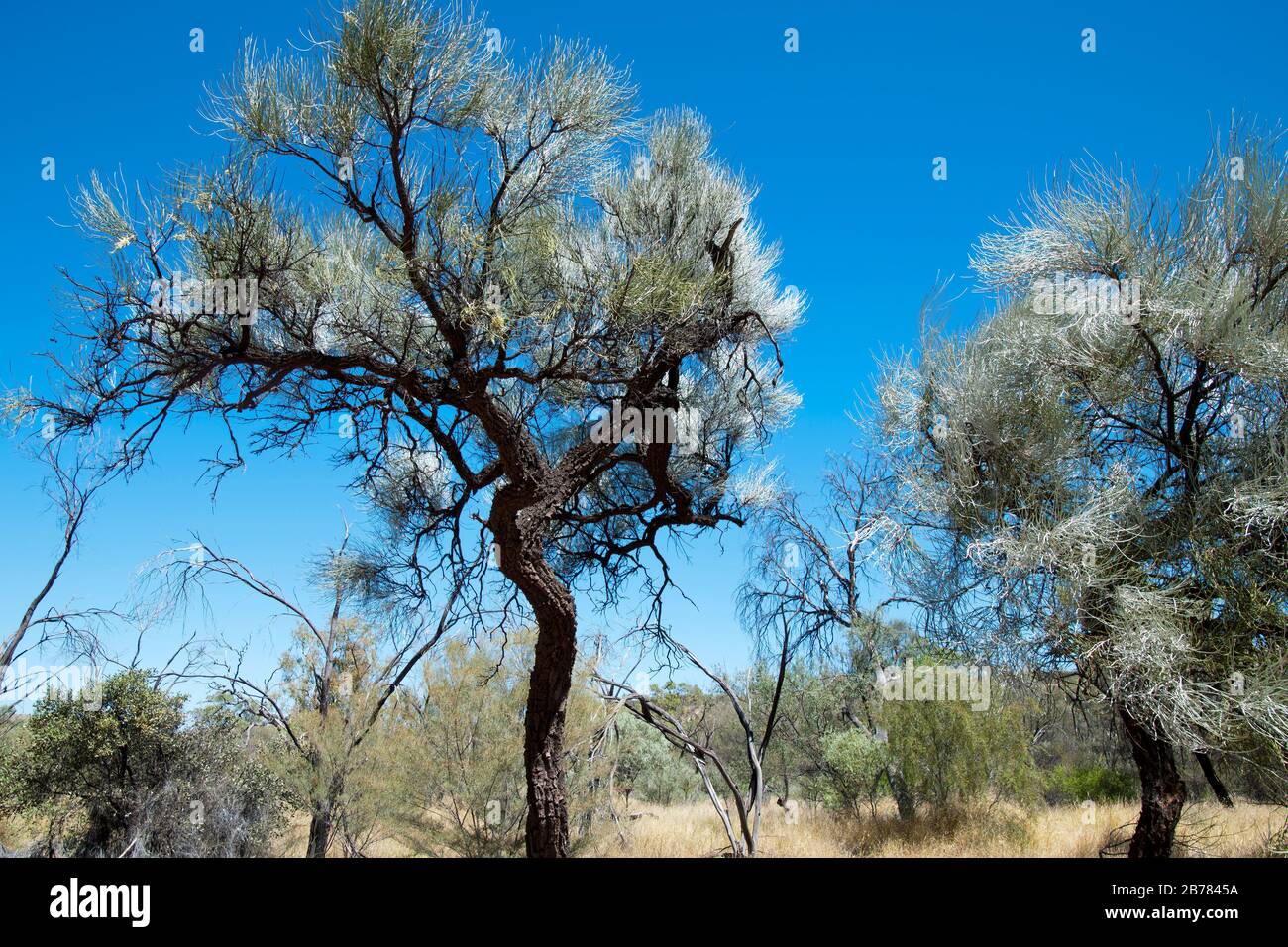 Alice Springs Australia, Sheoak trees in against a blue sky Stock Photo ...