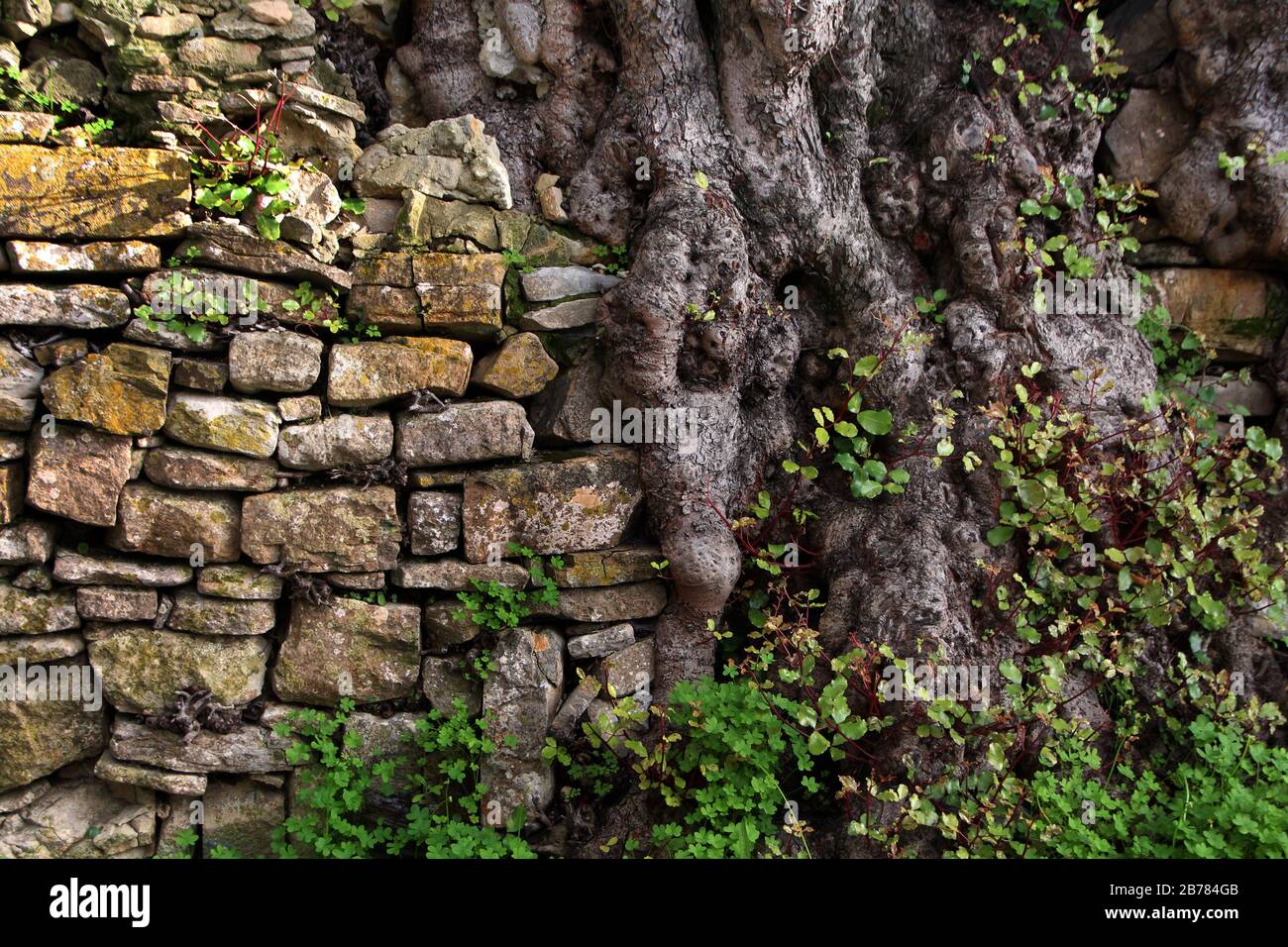 View of ancient carob tree with roots growing on stone wall Stock Photo ...