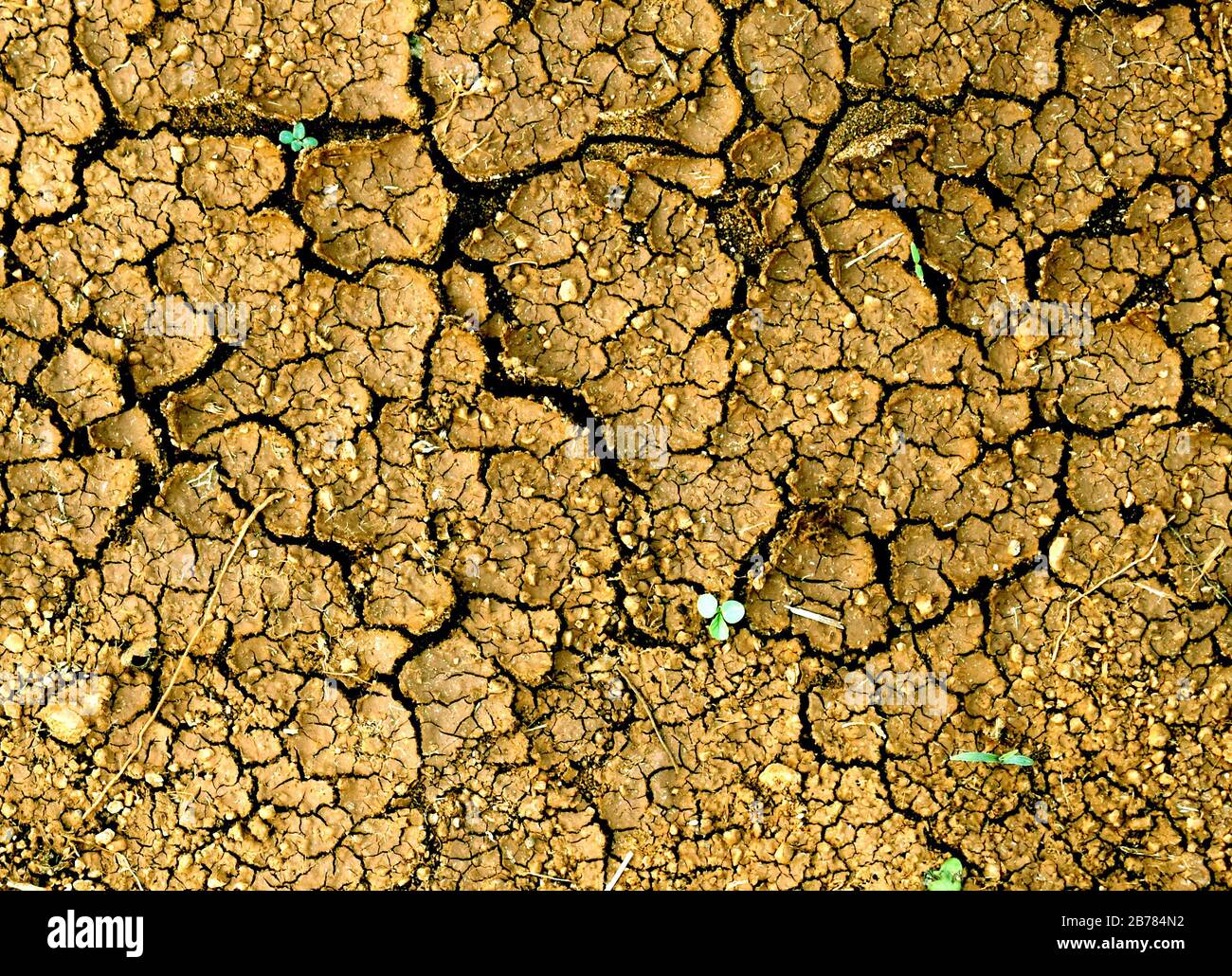 A dry muddy pattern appears in brown soil during drought season Stock ...
