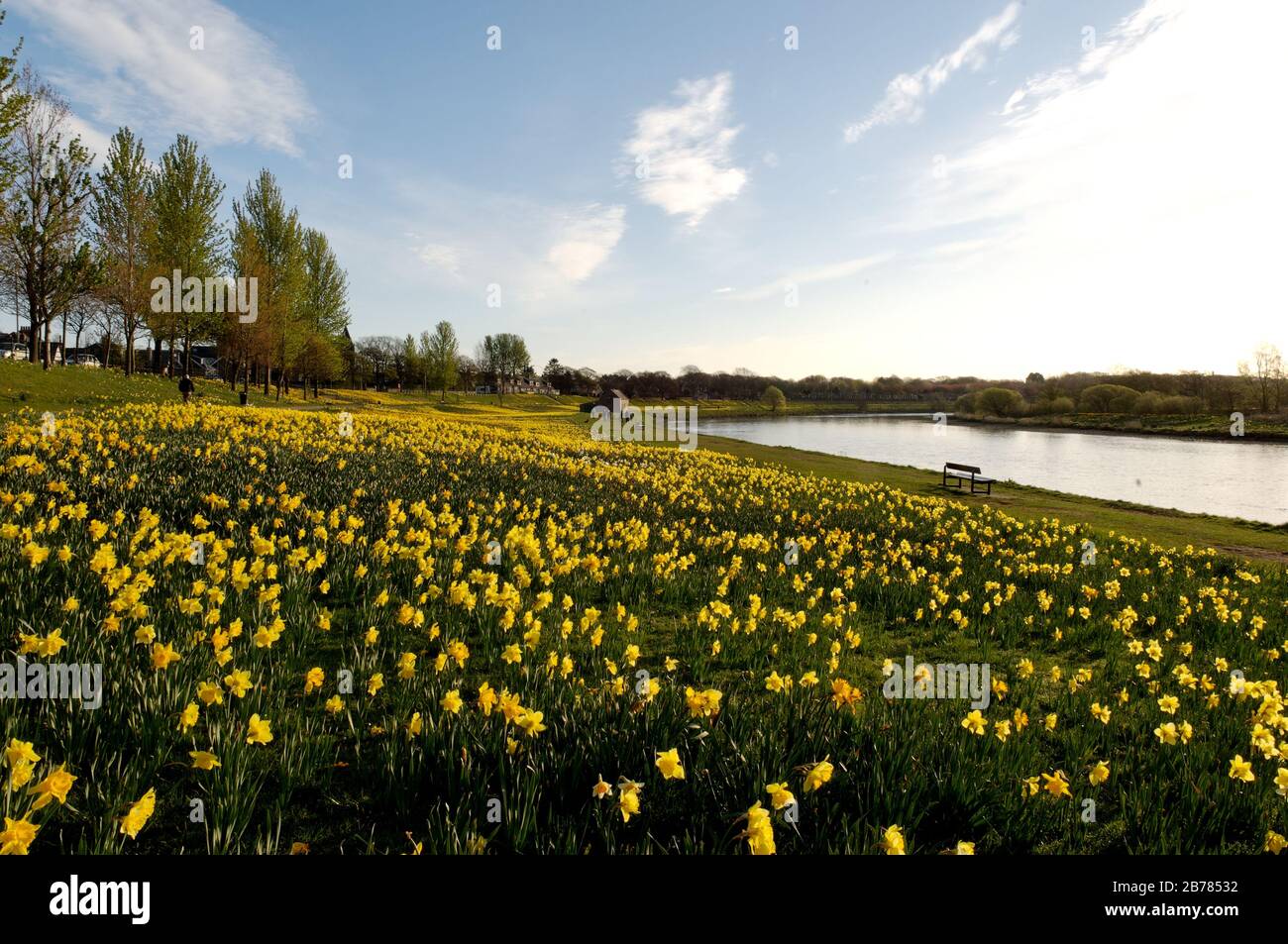 Spring Daffodil display by the river Dee, Aberdeen, Scotland Stock ...