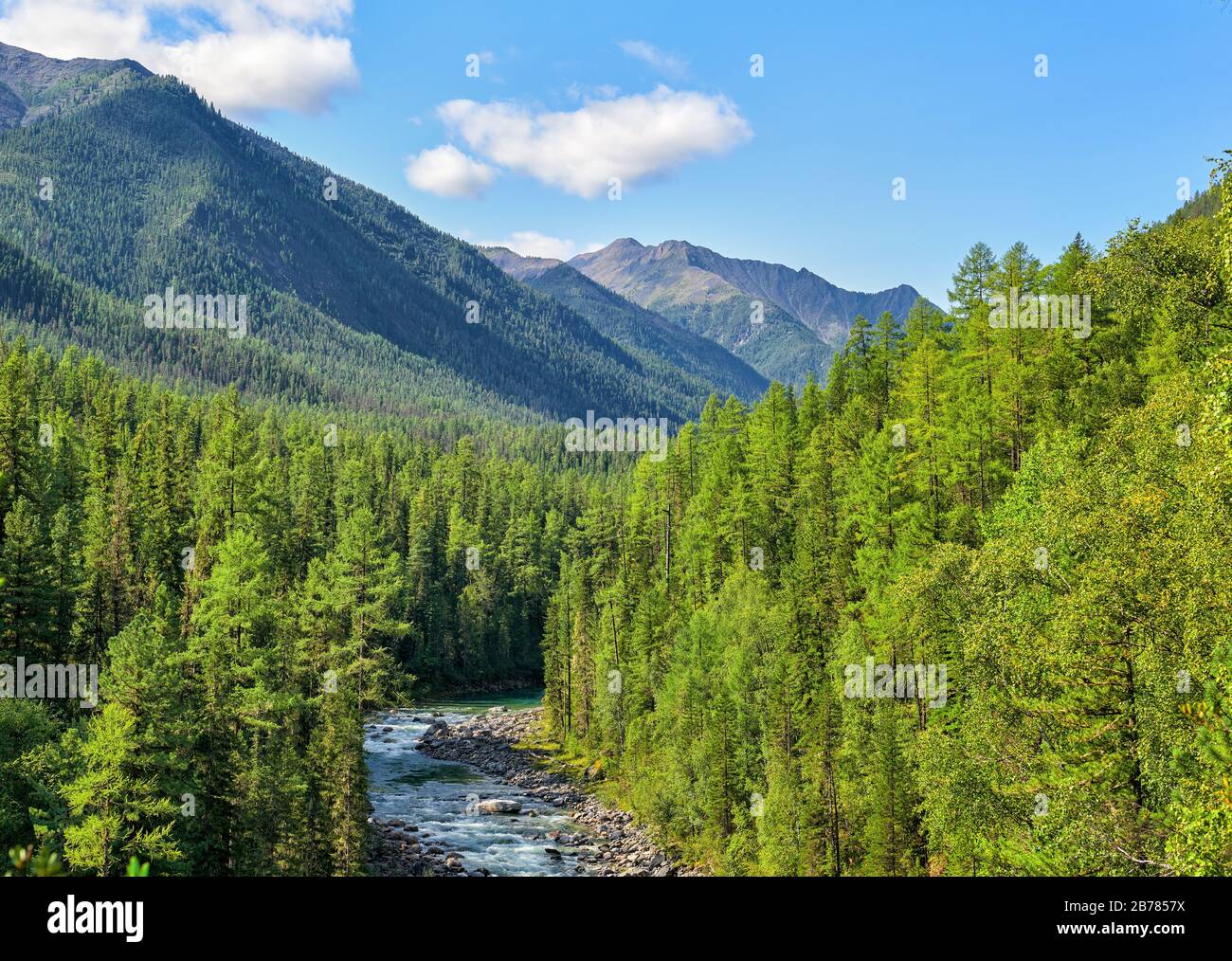 Subalpine coniferous taiga in Siberian mountains. Deep forest and a ...