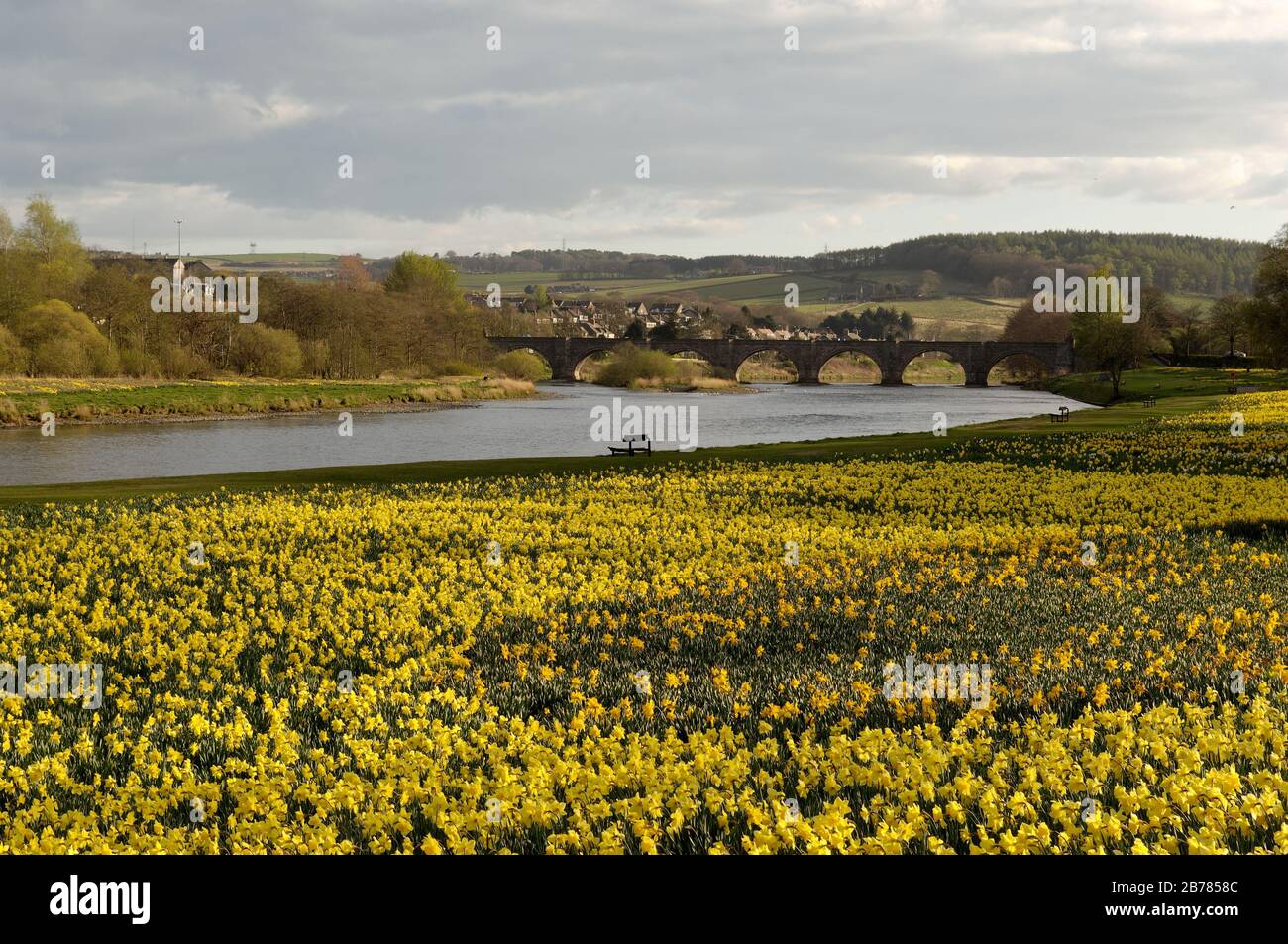 Spring Daffodil display by the river Dee, Aberdeen, Scotland Stock ...