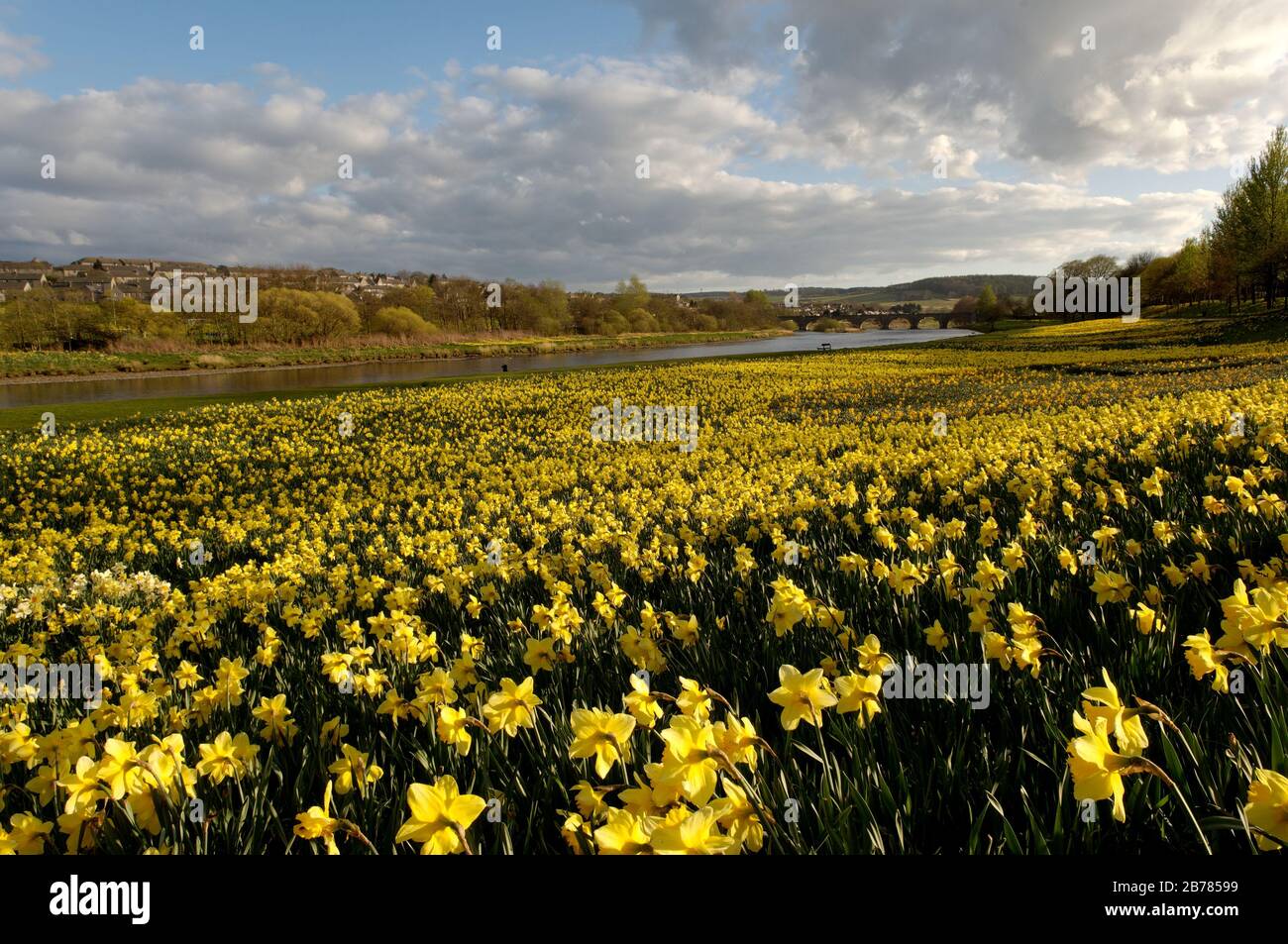 Spring Daffodil display by the river Dee, Aberdeen, Scotland Stock ...