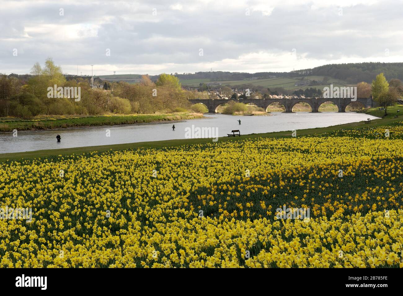 Spring Daffodil display by the river Dee, Aberdeen, Scotland Stock ...