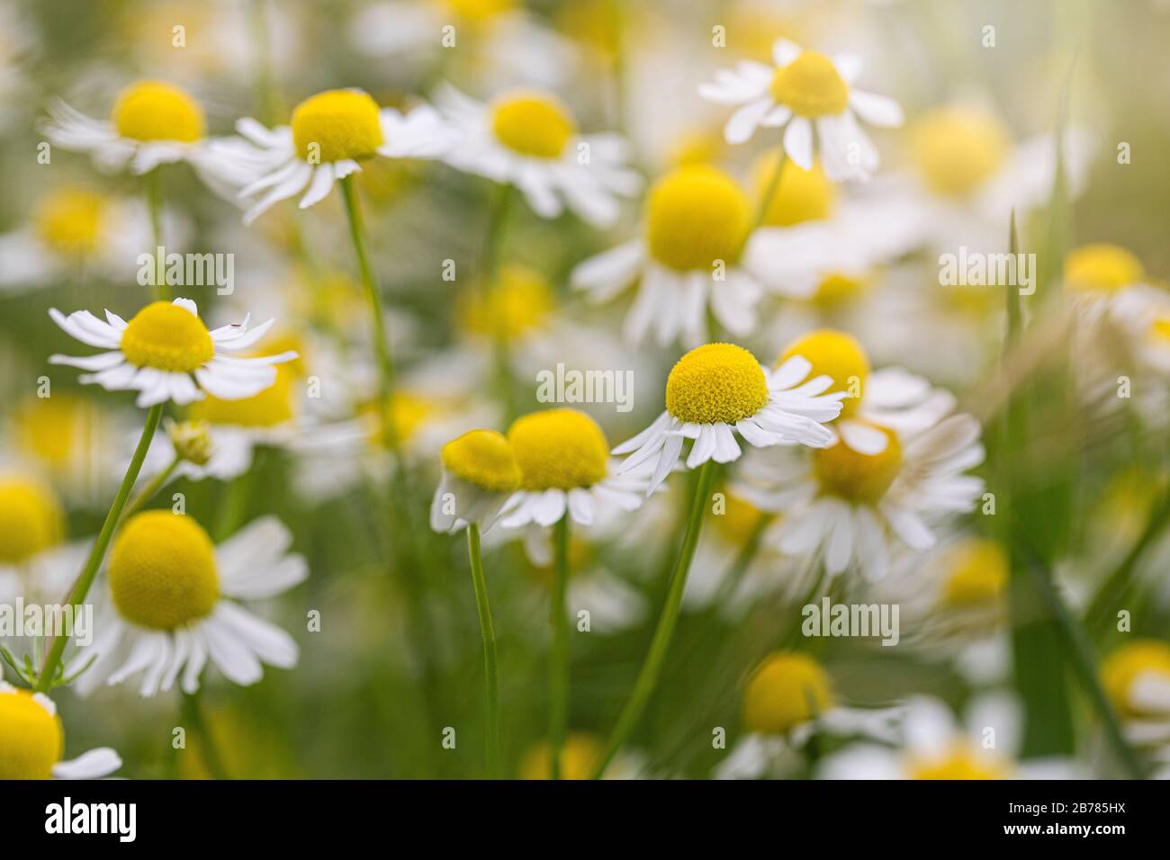 Nature scene with a blooming field of chamomilles, a daisy-like plants ...