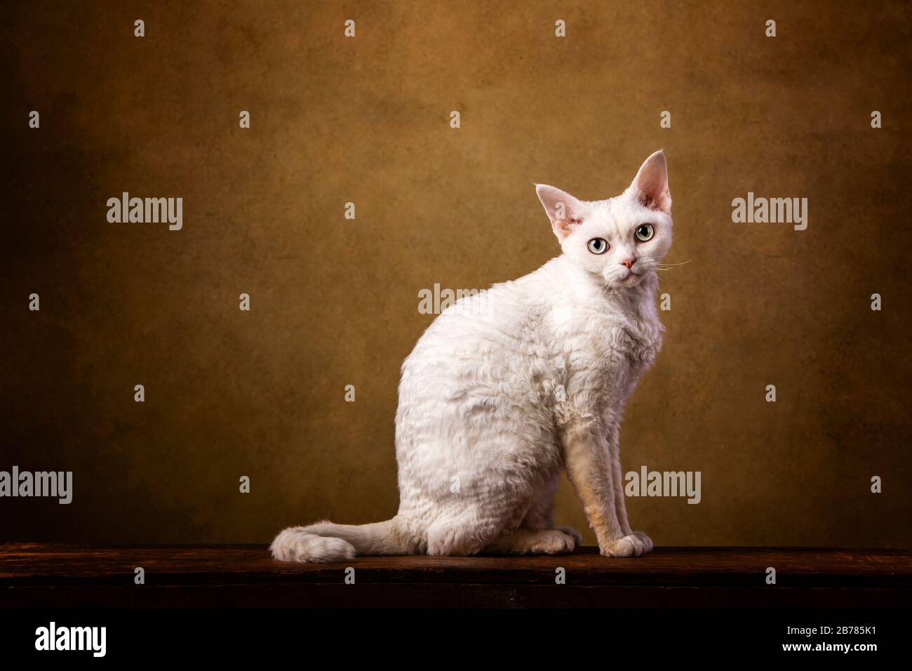 A beautiful white Devon Rex fine art portrait , shot in studio with a ...