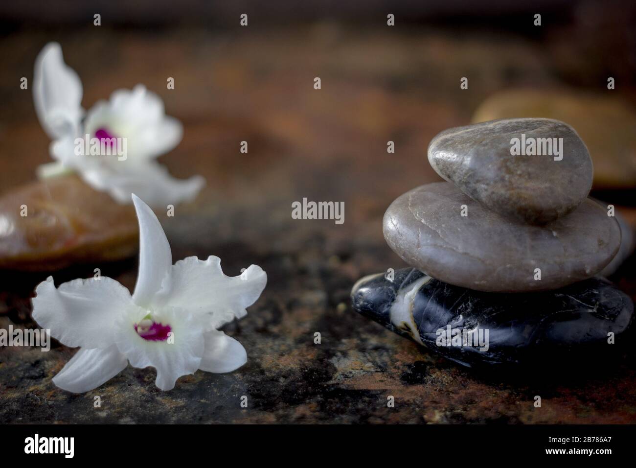 Spa stones and flowers on the dark background Stock Photo - Alamy