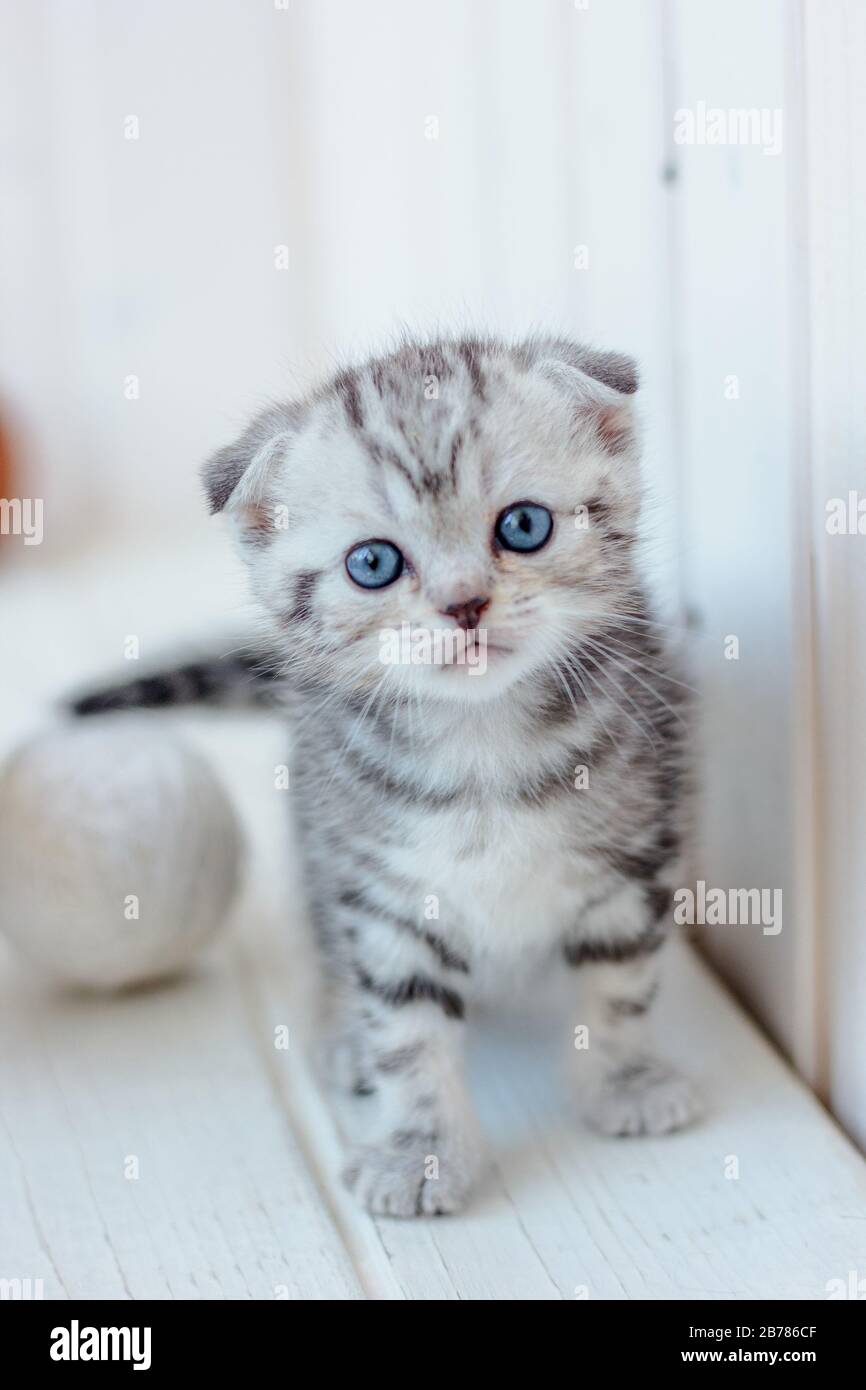 Small beautiful grey kitten on white wooden floor Stock Photo - Alamy