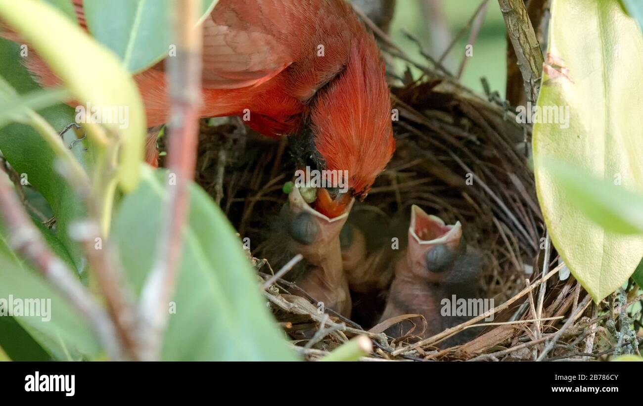 A male cardinal bird brings food to the nest and feeds his baby chicks ...