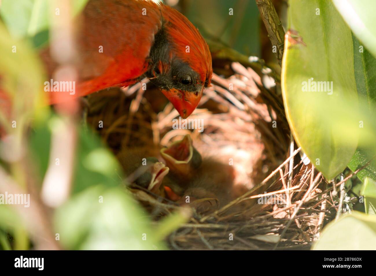 Cardinal Nest High Resolution Stock Photography and Images - Alamy