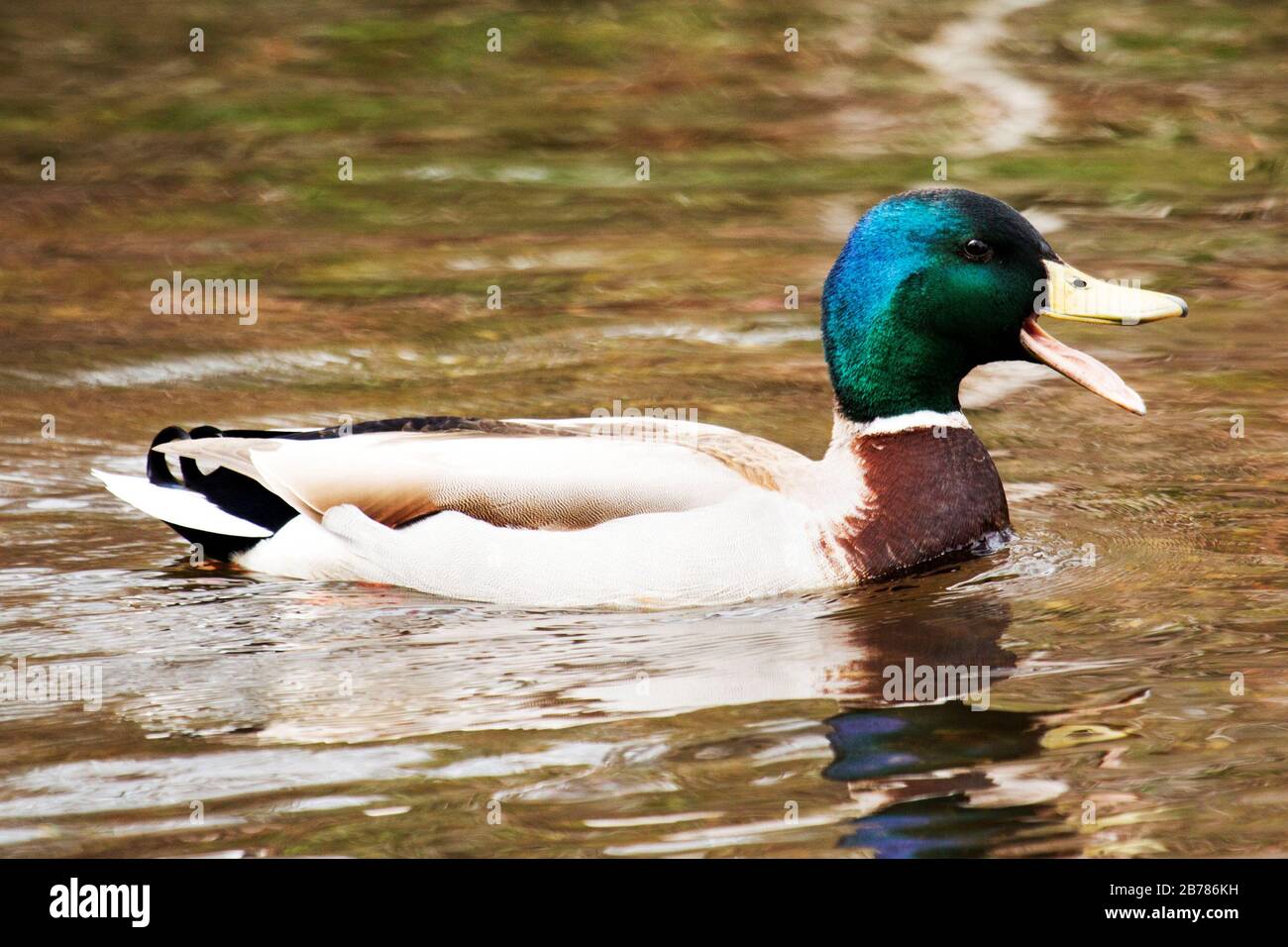 A mallard floating in the water with his beak open Stock Photo - Alamy