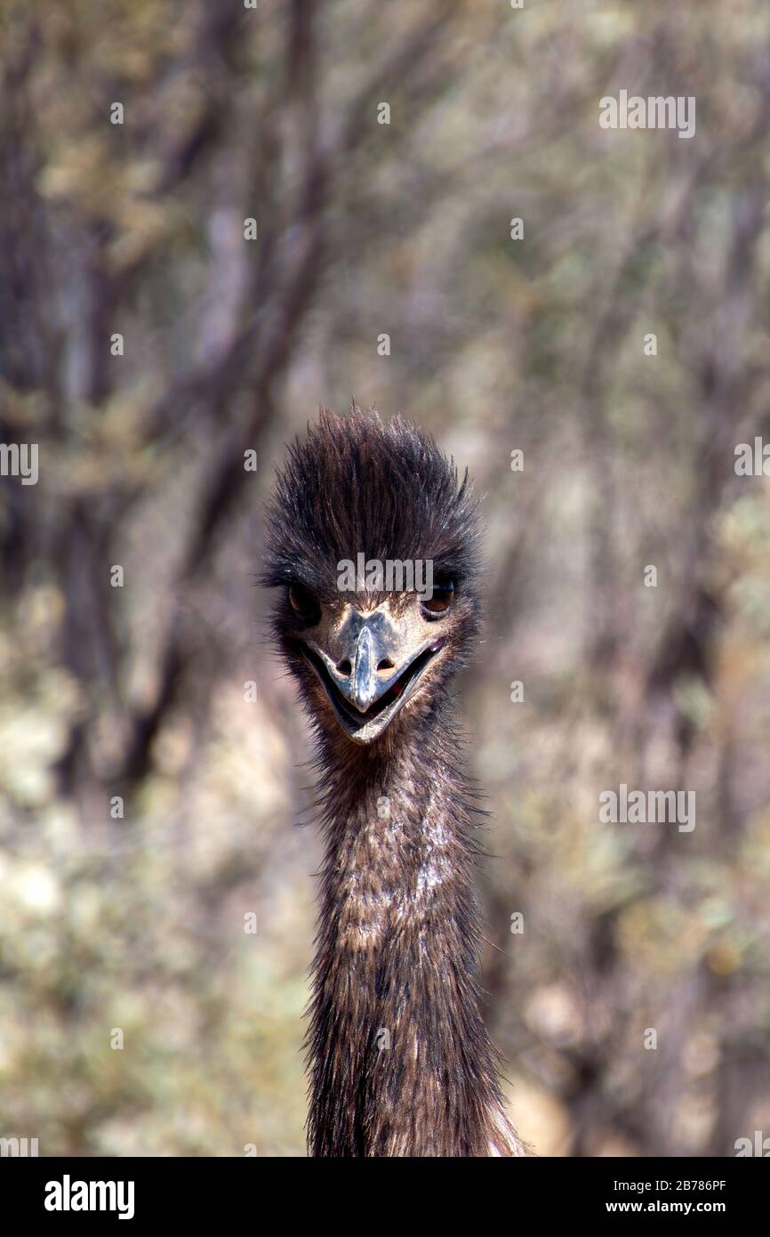 Emu springs hi-res stock photography and images - Alamy