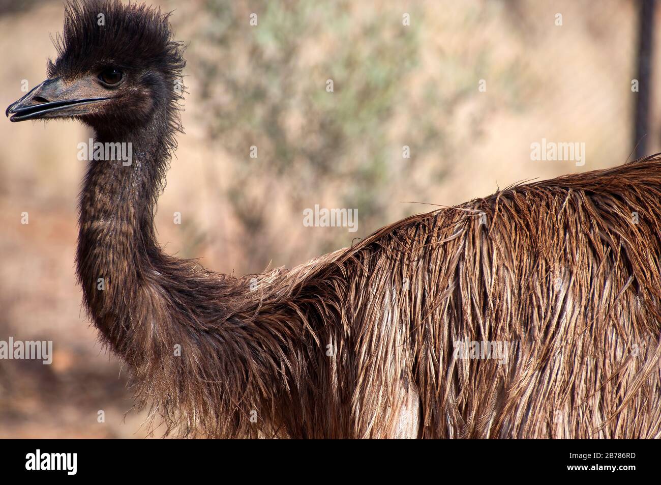 Alice Springs Australia, close-up of an emu walking past Stock Photo ...