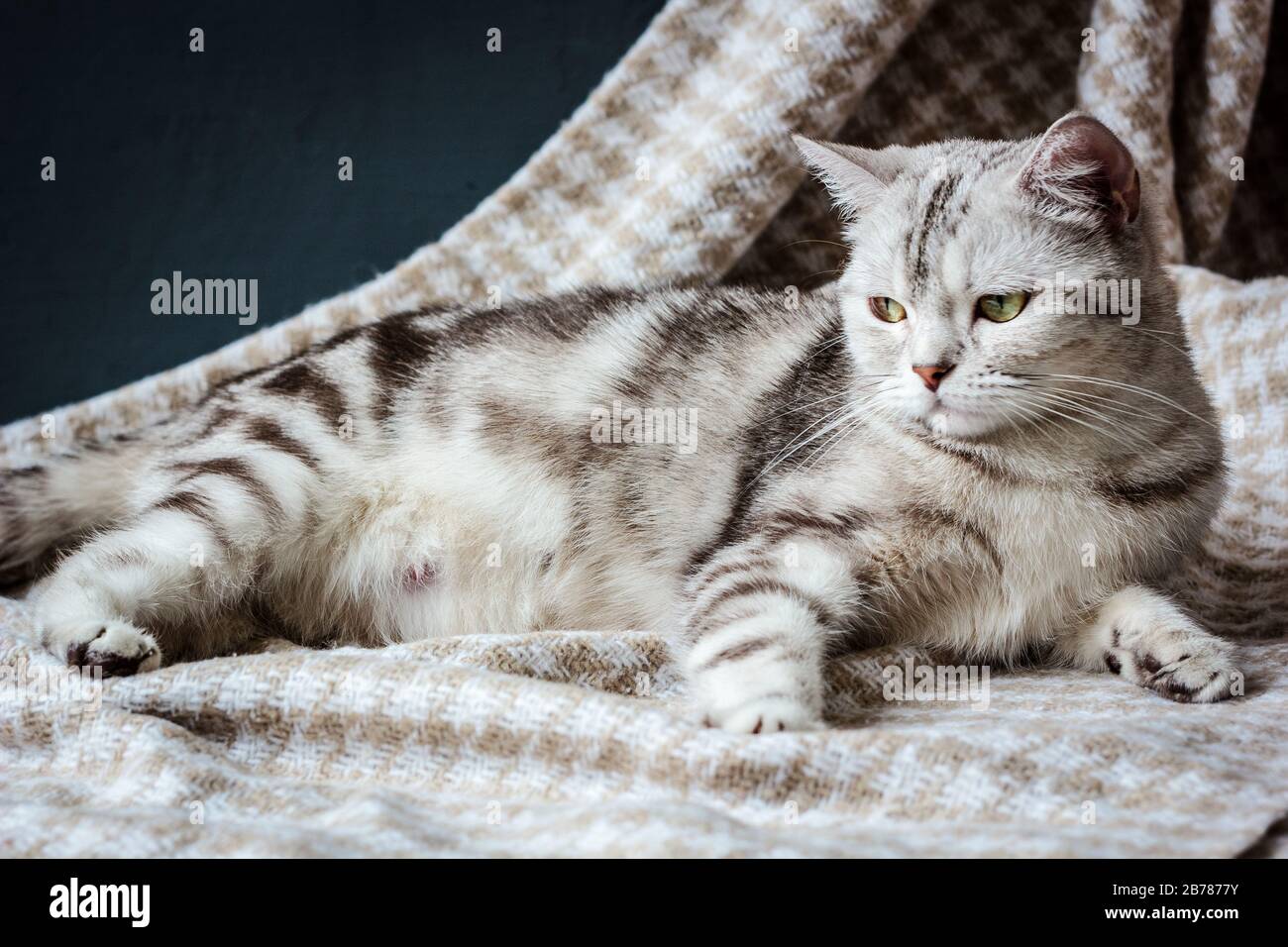Pregnant cat laying on the fabric textile material Stock Photo - Alamy