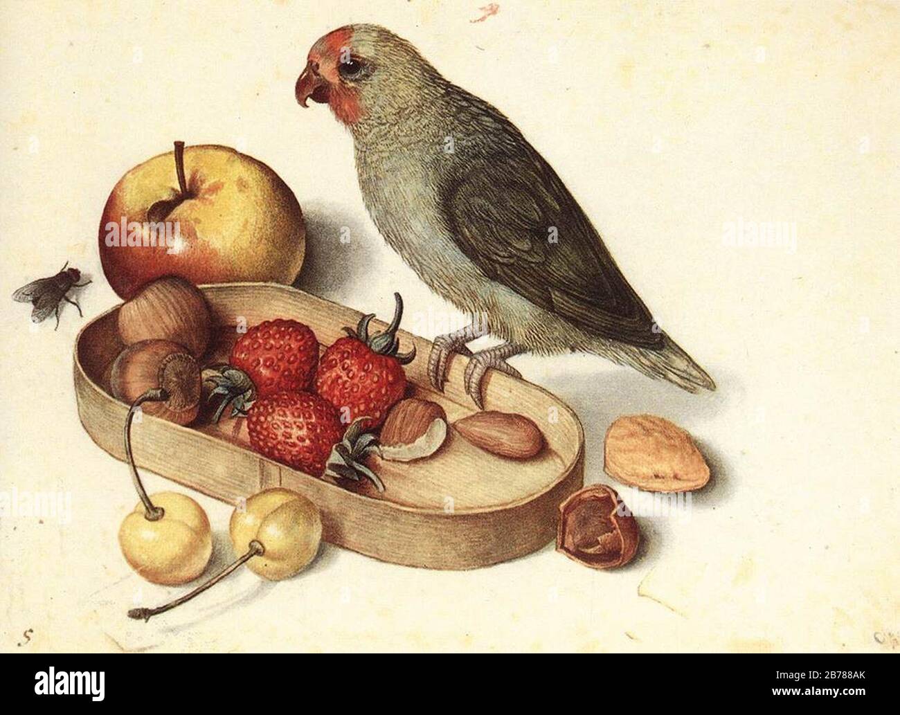George Flegel Still-Life with Pygmy Parrot Stock Photo - Alamy