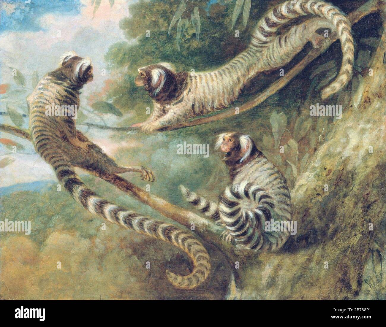 George Garrard - A Marmoset in Three Attitudes Stock Photo - Alamy