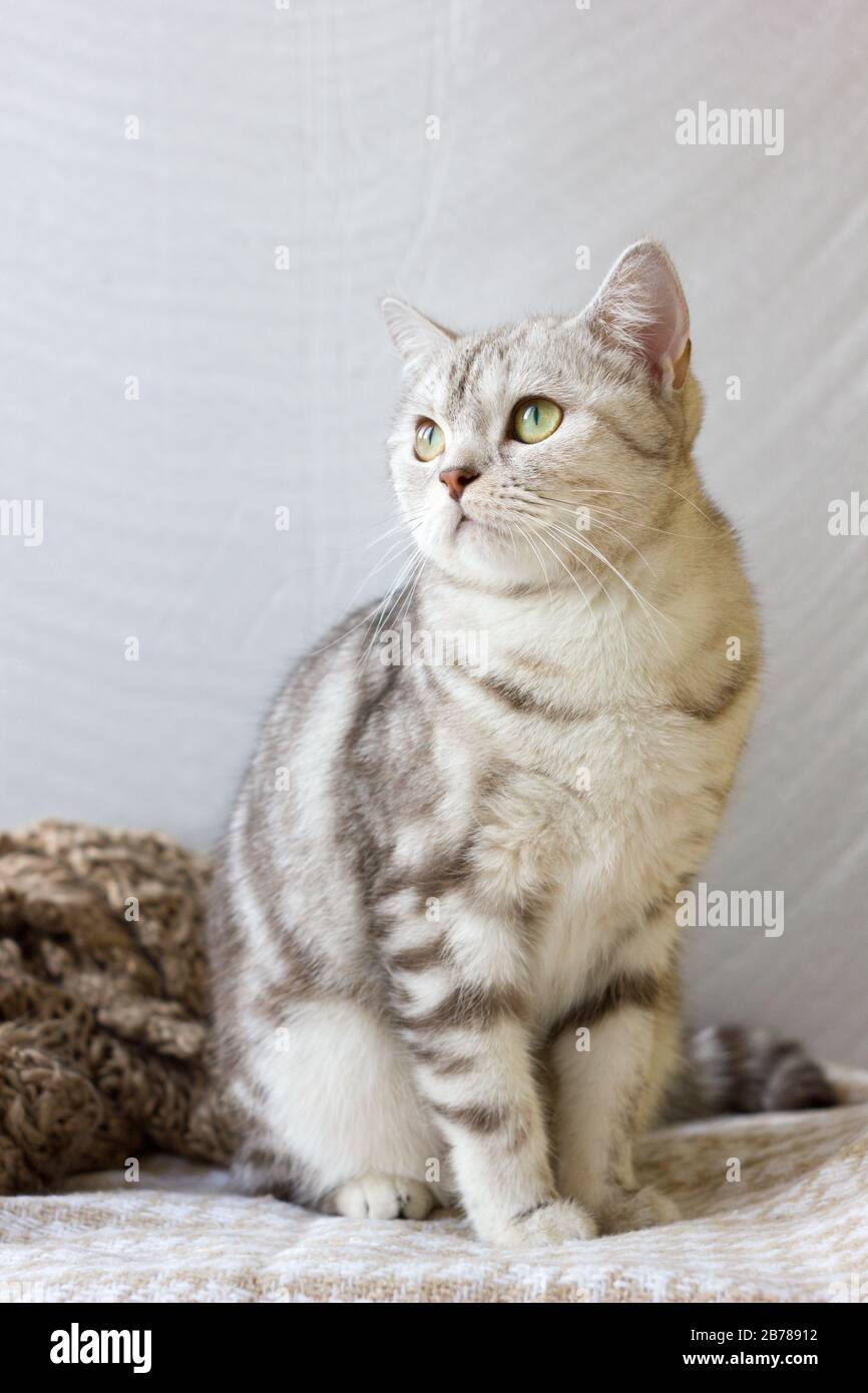 Portrait of britain cat over white background Stock Photo - Alamy