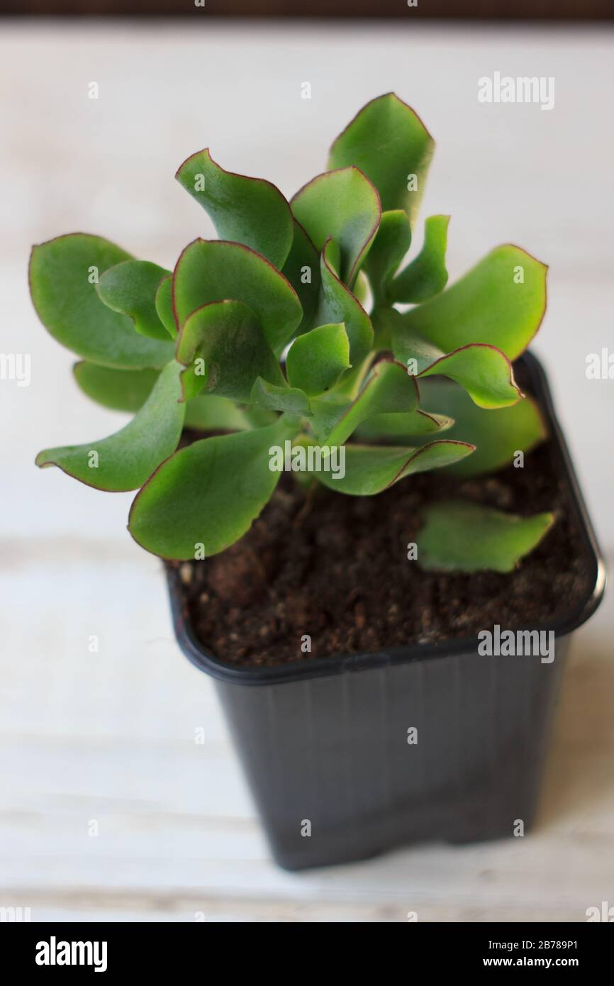 The succulent plant crassula blue bird - kind of crassula home plant ...