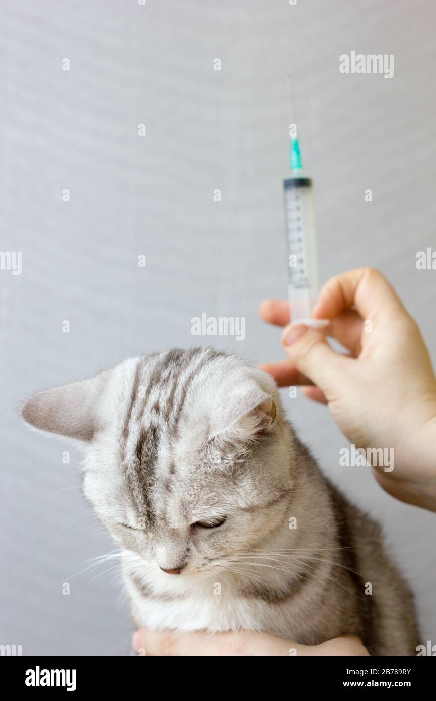 Cat in veterinary clinic. Cat and syringe Stock Photo - Alamy