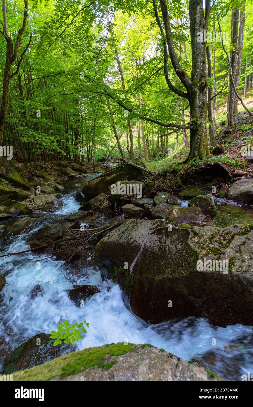 water stream in the beech forest. wonderful nature scenery in spring ...