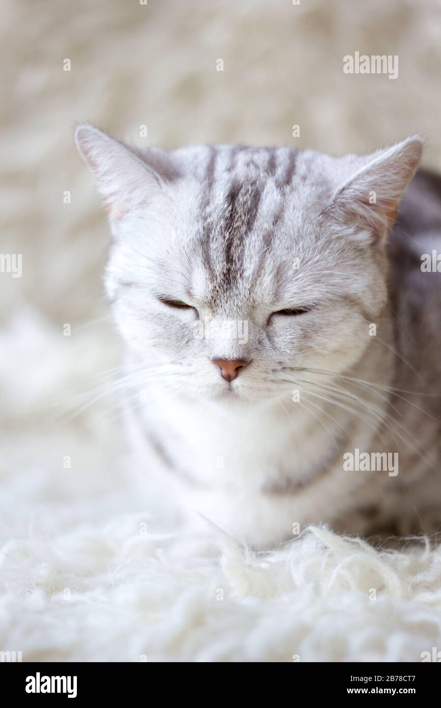 Portrait of britain cat over white background Stock Photo - Alamy