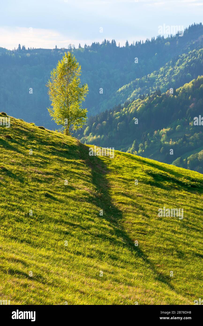 Big green hill with tree hi-res stock photography and images - Alamy