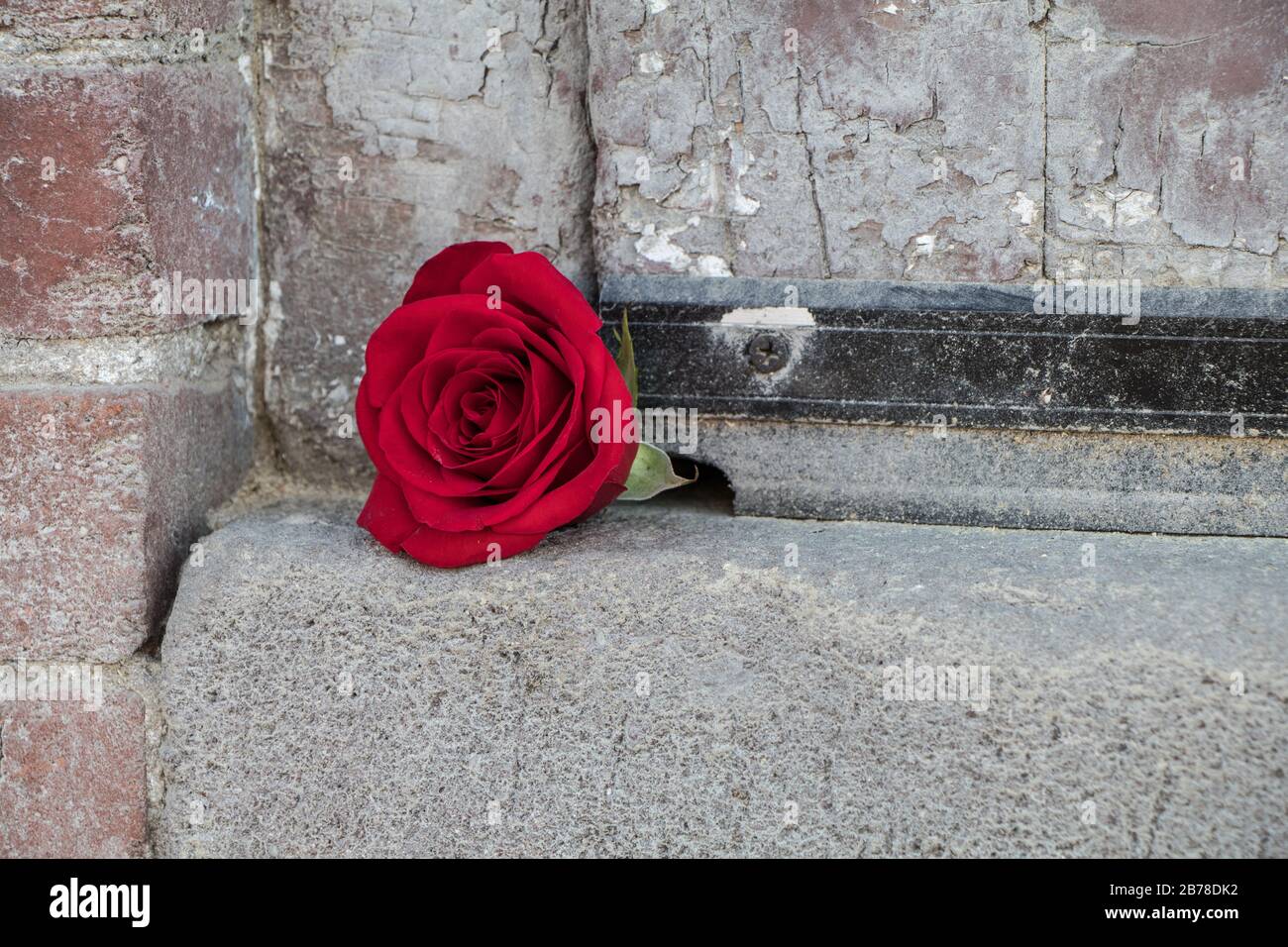 Dull rose hi-res stock photography and images - Alamy