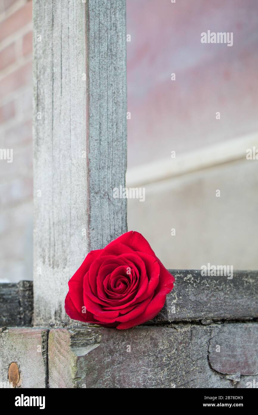 Single red rose against rough dull wooden post and platform Stock Photo ...