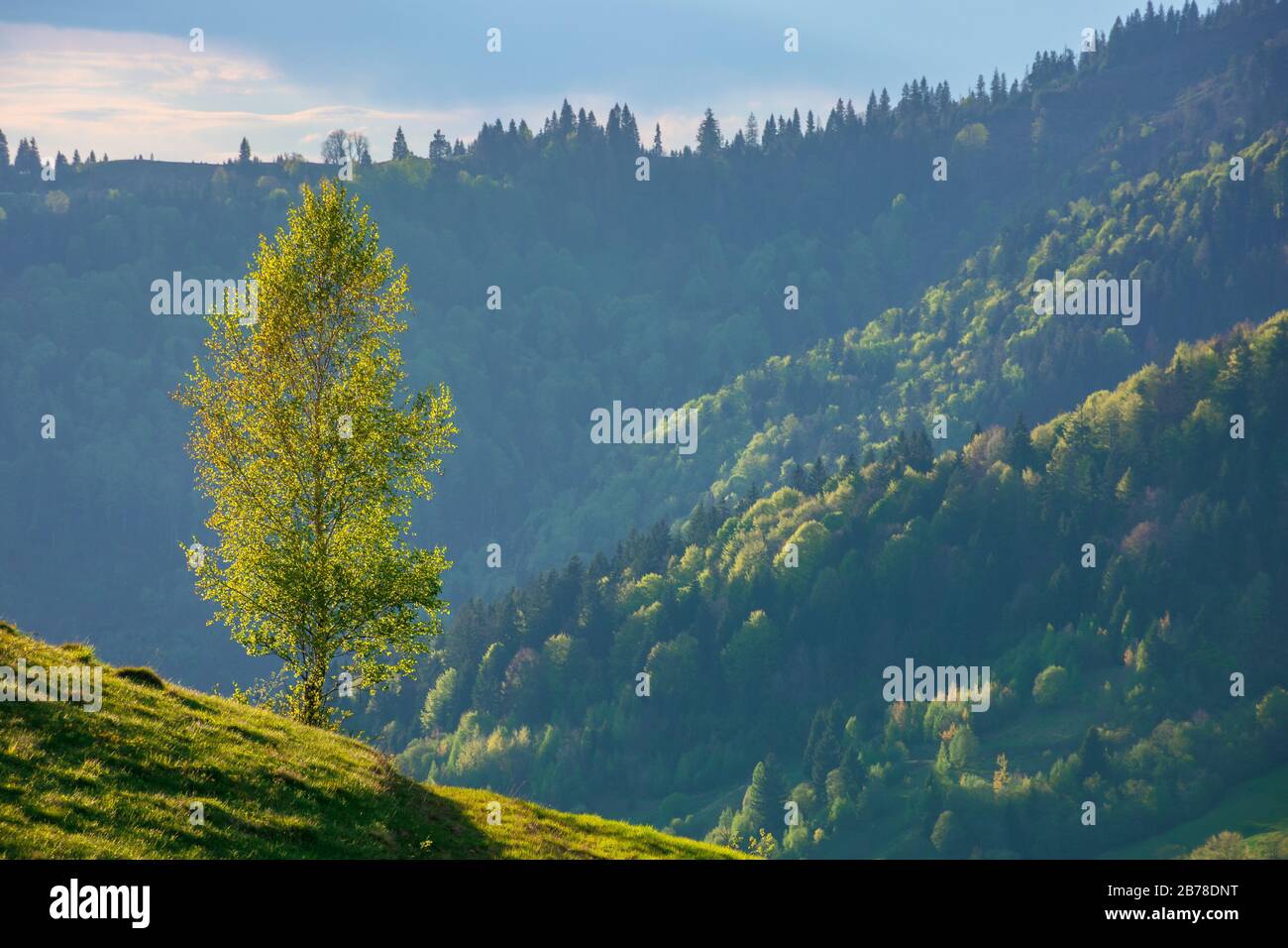 Tree grass slope hi-res stock photography and images - Alamy