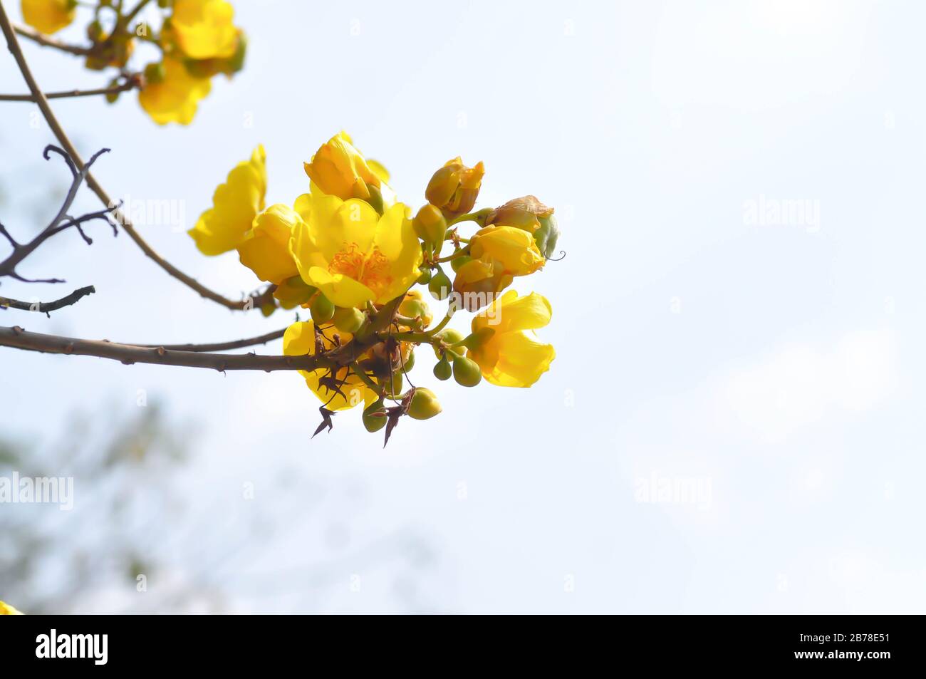 Cochlospermaceae hi-res stock photography and images - Alamy