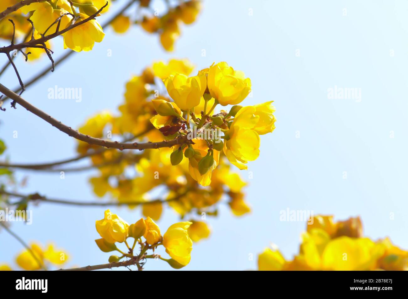 Cochlospermaceae hi-res stock photography and images - Alamy